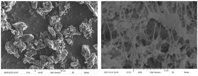 Magnification Max 150000X Scanning Electron Microscope 5nm Resolution ...